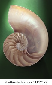 Crustacean Shell Cross Section Representing Evolution Stock Photo ...