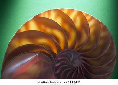 Crustacean Shell Cross Section Representing Evolution Foto Stok ...