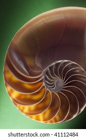 4,448 Shell Cross Section Images, Stock Photos & Vectors | Shutterstock