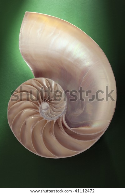 Crustacean Shell Cross Section Representing Evolution Stock Photo (Edit ...