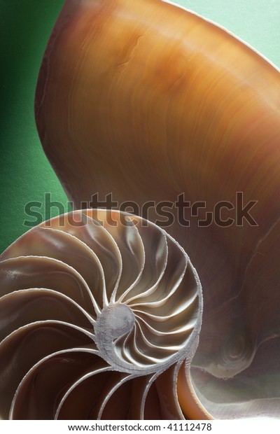 Crustacean Shell Cross Section Representing Evolution库存照片41112478 ...