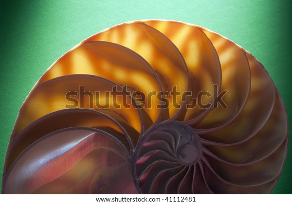 Crustacean Shell Cross Section Representing Evolution Foto Stok ...