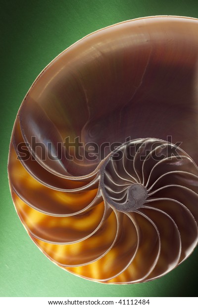 Crustacean Shell Cross Section Representing Evolution Stock Photo (Edit ...