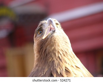 84 Falcon crying Images, Stock Photos & Vectors | Shutterstock