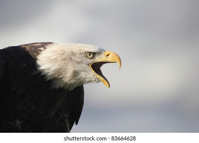 289 Crying eagle Stock Photos, Images & Photography | Shutterstock