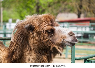 Crying Camel Zoo Stock Photo 414320971 | Shutterstock