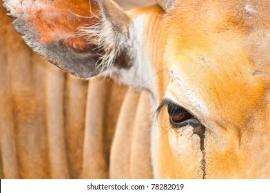 595 Cow crying Images, Stock Photos & Vectors | Shutterstock