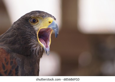 289 Crying eagle Stock Photos, Images & Photography | Shutterstock