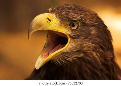 289 Crying eagle Stock Photos, Images & Photography | Shutterstock