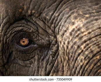 Crying Elephant Stock Images, Royalty-Free Images & Vectors | Shutterstock