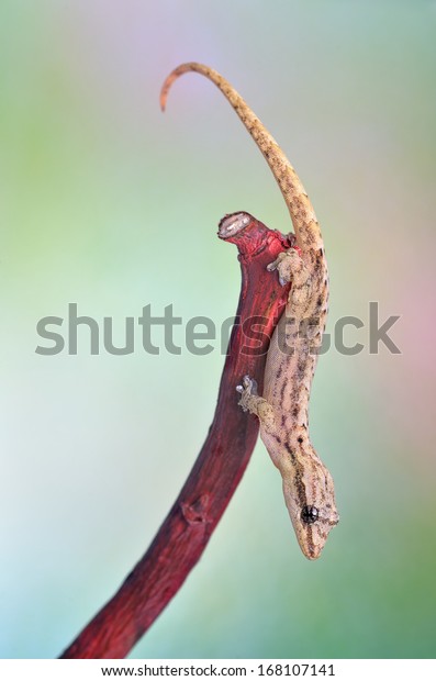Crying Gecko Macro Having Fun Macro Stock Photo 168107141 | Shutterstock