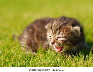 Crying Kitten Stock Photo (Edit Now) 22170727