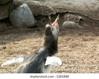 70 Penguin yelling Images, Stock Photos & Vectors | Shutterstock