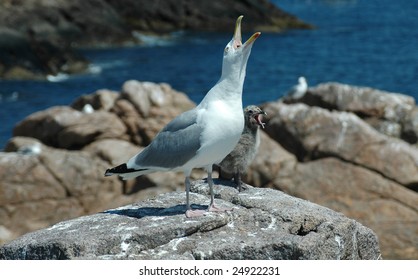 Crying Seagull Stock Photo 24922231 | Shutterstock