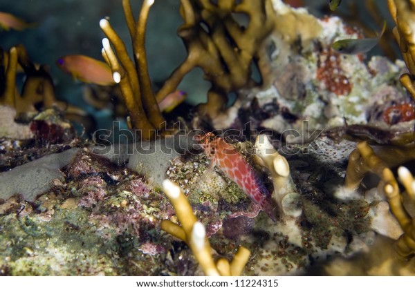 Cryptic Wrasse Pteragogus Cryptus Stock Photo 11224315 | Shutterstock