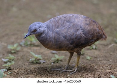 21 Crypturellus Images, Stock Photos & Vectors | Shutterstock