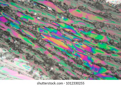 51 Slide Under Compound Microscope Stock Photos, Images & Photography ...