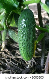 460 Ridge cucumber Images, Stock Photos & Vectors | Shutterstock