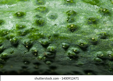 70,563 Texture of cucumber Images, Stock Photos & Vectors | Shutterstock