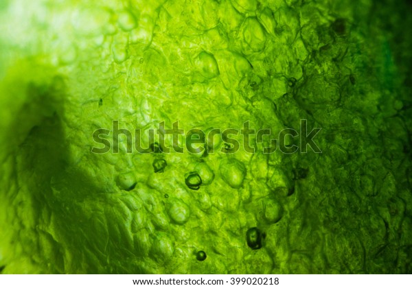 2,987 Food under the microscope 이미지, 스톡 사진 및 벡터 | Shutterstock