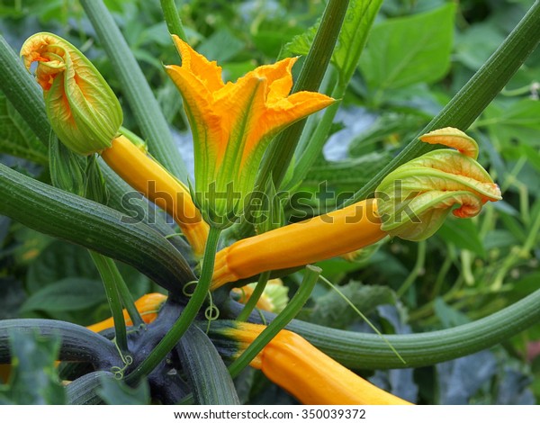Foto de stock sobre cucurbitáceas (editar ahora) 350039372