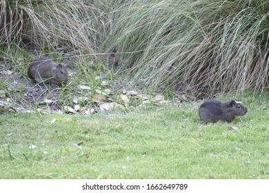 24 Microcavia Images, Stock Photos & Vectors | Shutterstock