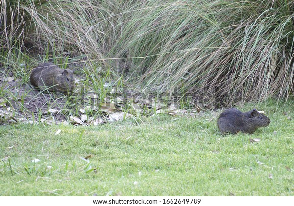 Cuis Open Microcavia Australis Stock Photo 1662649789 | Shutterstock