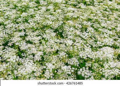 1,210 Cumin Field Images, Stock Photos & Vectors | Shutterstock