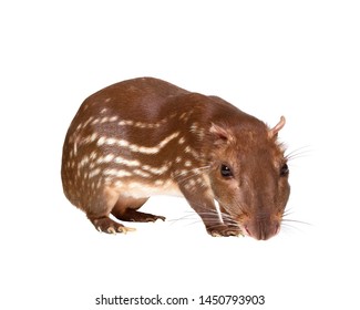 22 Spotted Paca Images, Stock Photos & Vectors | Shutterstock