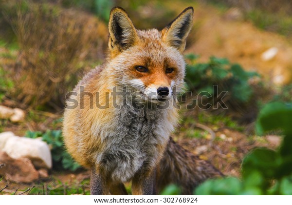 Cunning Fox Stock Photo 302768924 | Shutterstock