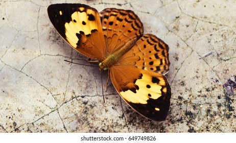 80 imágenes de Cupha erymanthis - Imágenes, fotos y vectores de stock ...