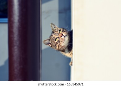 460 Cat looking around corner Images, Stock Photos & Vectors | Shutterstock