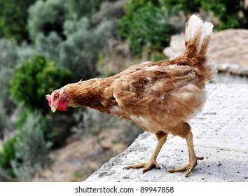 Stock Photo and Image Portfolio by elfthryth | Shutterstock