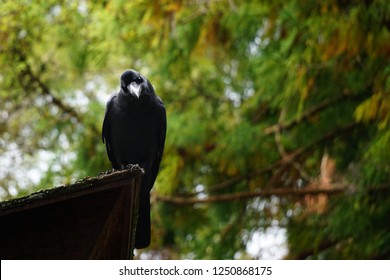 274 Crow looking down Stock Photos, Images & Photography | Shutterstock