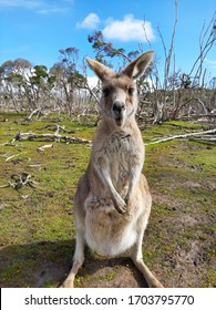 636 Kangaroo Looking At Camera Images, Stock Photos & Vectors ...