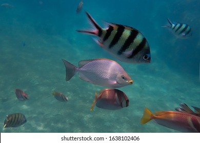 Curious Looking Streaked Spinefoot Rabbitfish Siganus Stock Photo ...