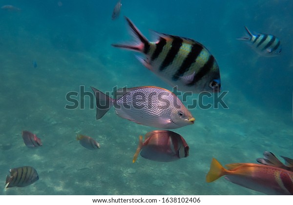 Curious Looking Streaked Spinefoot Rabbitfish Siganus Stock Photo ...