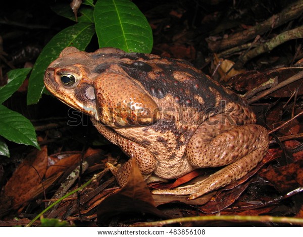 Cururu Toad Stock Photo 483856108 | Shutterstock