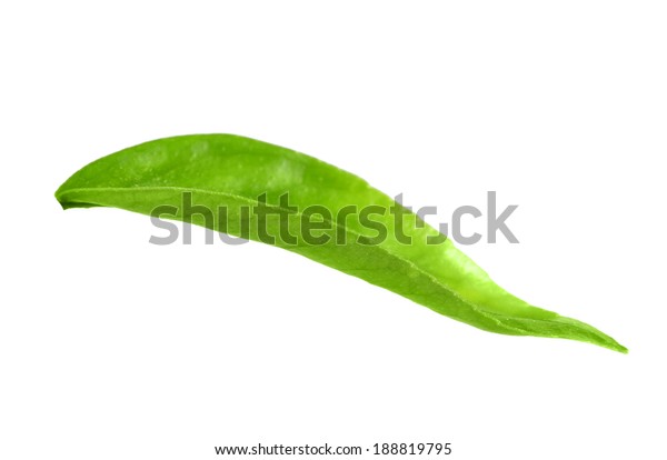 Curve Green Leaf Citrustree Isolated On Stock Photo 188819795 ...