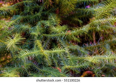 96 Bunya Pine Images, Stock Photos & Vectors | Shutterstock