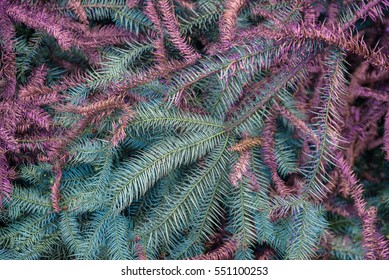 96 Bunya Pine Images, Stock Photos & Vectors | Shutterstock