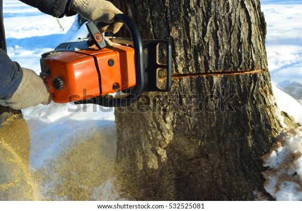 Cut Down Dry Tree Chainsaw Winter Stock Photo (Edit Now) 532525081