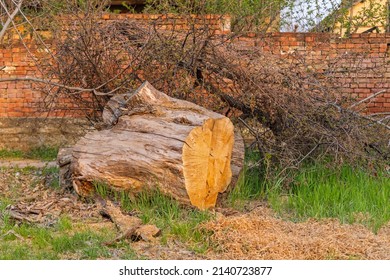 Cut Down Large Tree Trunk Spring Stock Photo 2140723877 | Shutterstock