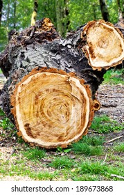 2,313 Cut poplar tree Images, Stock Photos & Vectors | Shutterstock