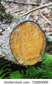Cut Log Cross Section Stock Photo 710005000 | Shutterstock