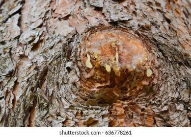 8,648 Cutting off tree Images, Stock Photos & Vectors | Shutterstock