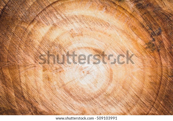 Cut Old Trunk Core Tree Consist Stock Photo 509103991 | Shutterstock