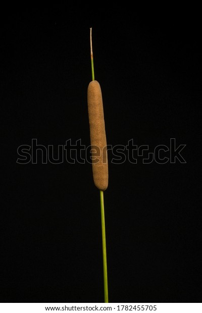 Cut Single Stem Common Cattail Stock Photo 1782455705 | Shutterstock