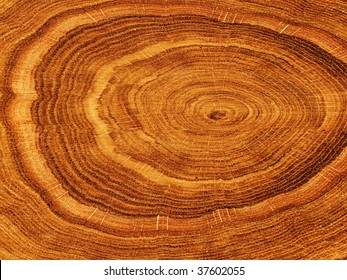 Fresh Cut Wood Texture Old Tree Stock Photo (Edit Now) 732842980