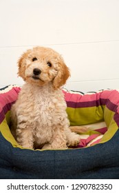 Cute 12 Week Old Cockapoo Puppy Stock Photo 1290782350 | Shutterstock
